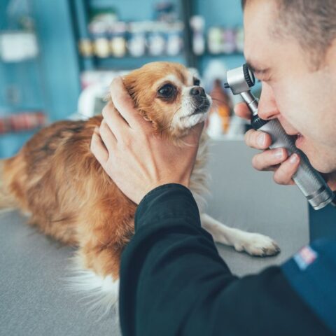 Pet Ocular Tonometry In Lynn Haven, FL | North Bay Animal Hospital