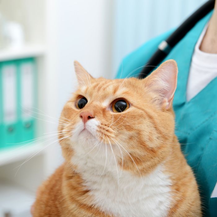 Lynn Haven, FL Veterinary Services | North Bay Animal Hospital